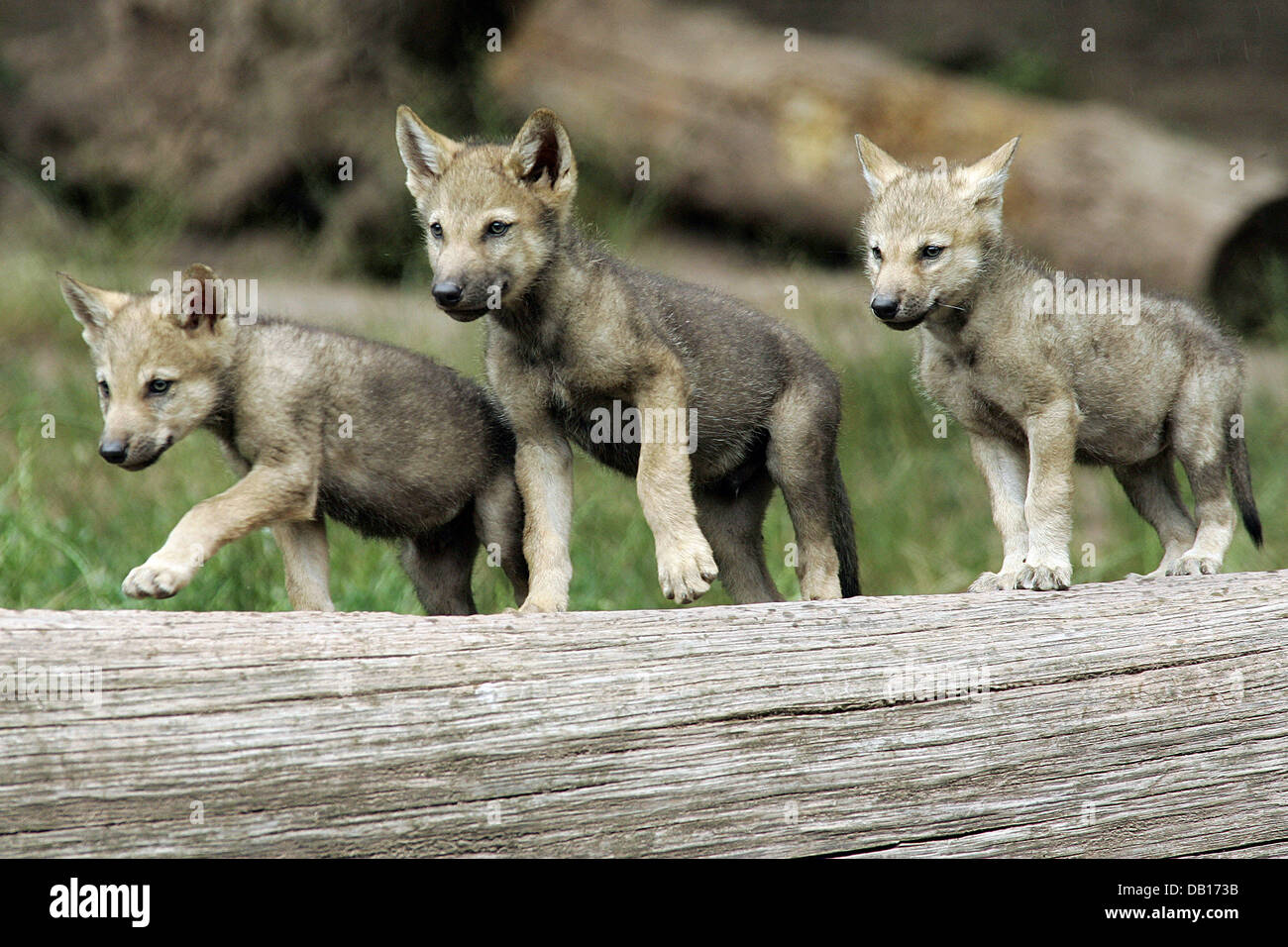 3 Wolf Pups Playing