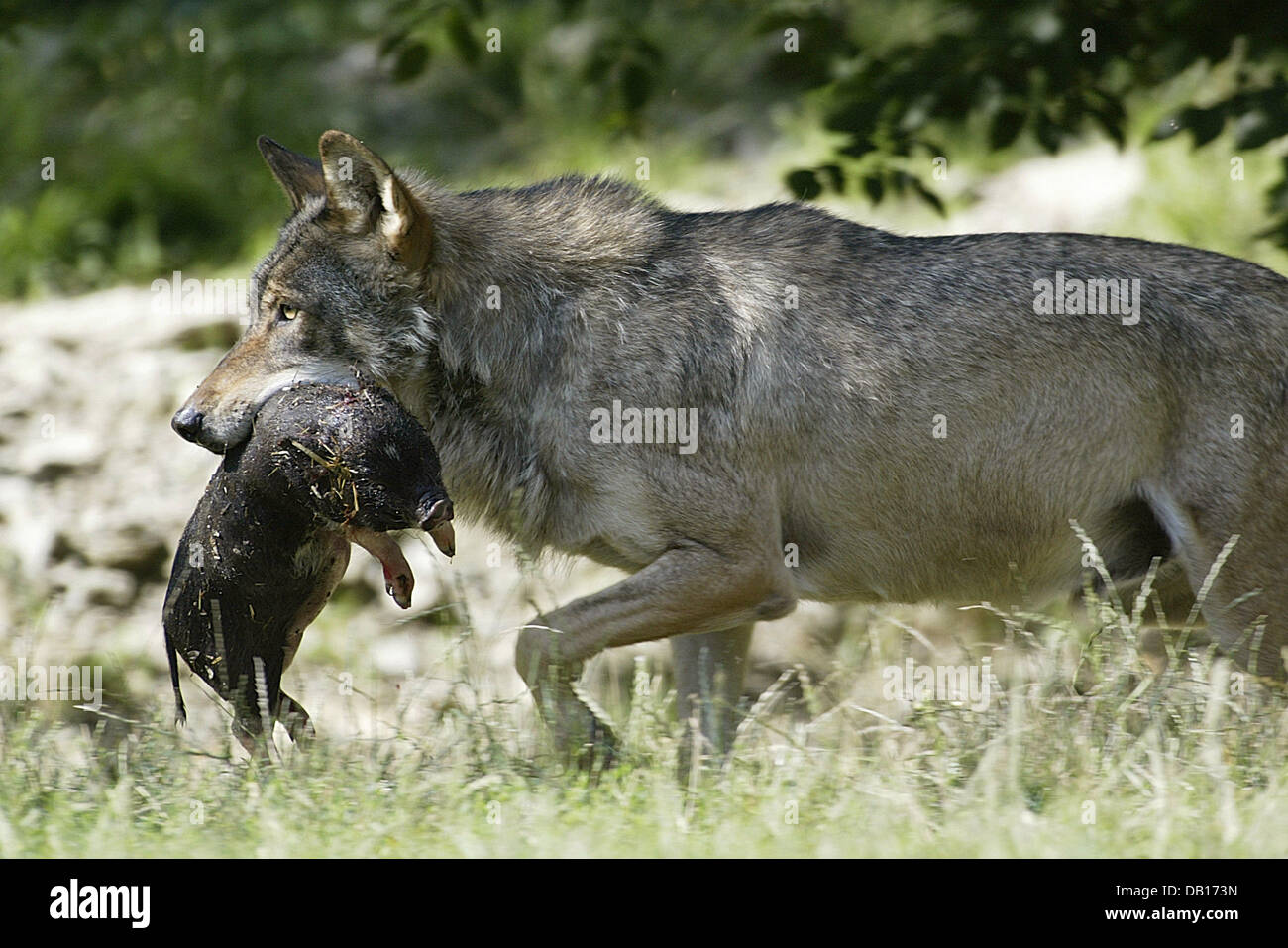 The undated picture shows a wolf (lat.: Canis lupus) with its prey, a ...