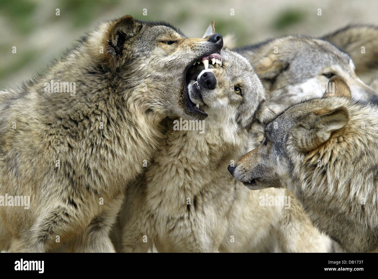 The undated picture shows fighting wolves (lat.: Canis lupus) at an ...