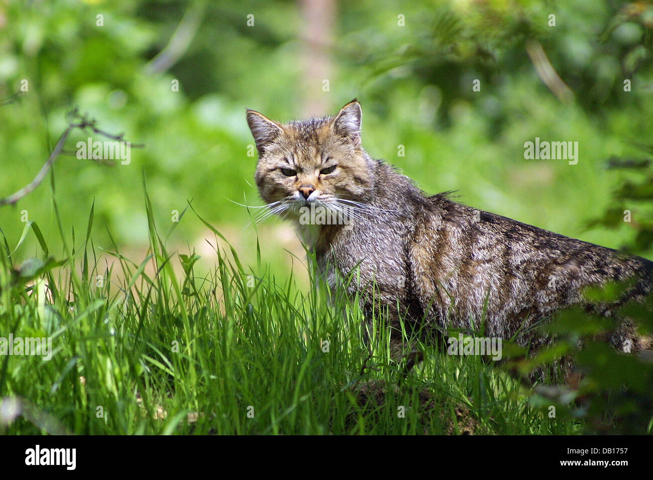The undated picture shows an European Wildcat (lat.: Felis silvestris ...