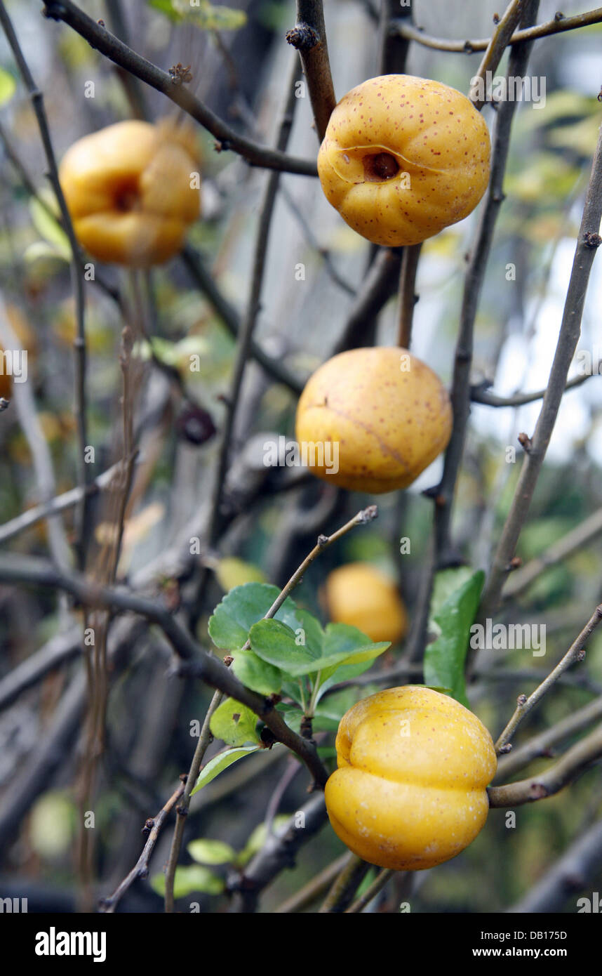 FILE - Ripe quinces ar pictured in a garden in Bochum, Germany, 29 ...