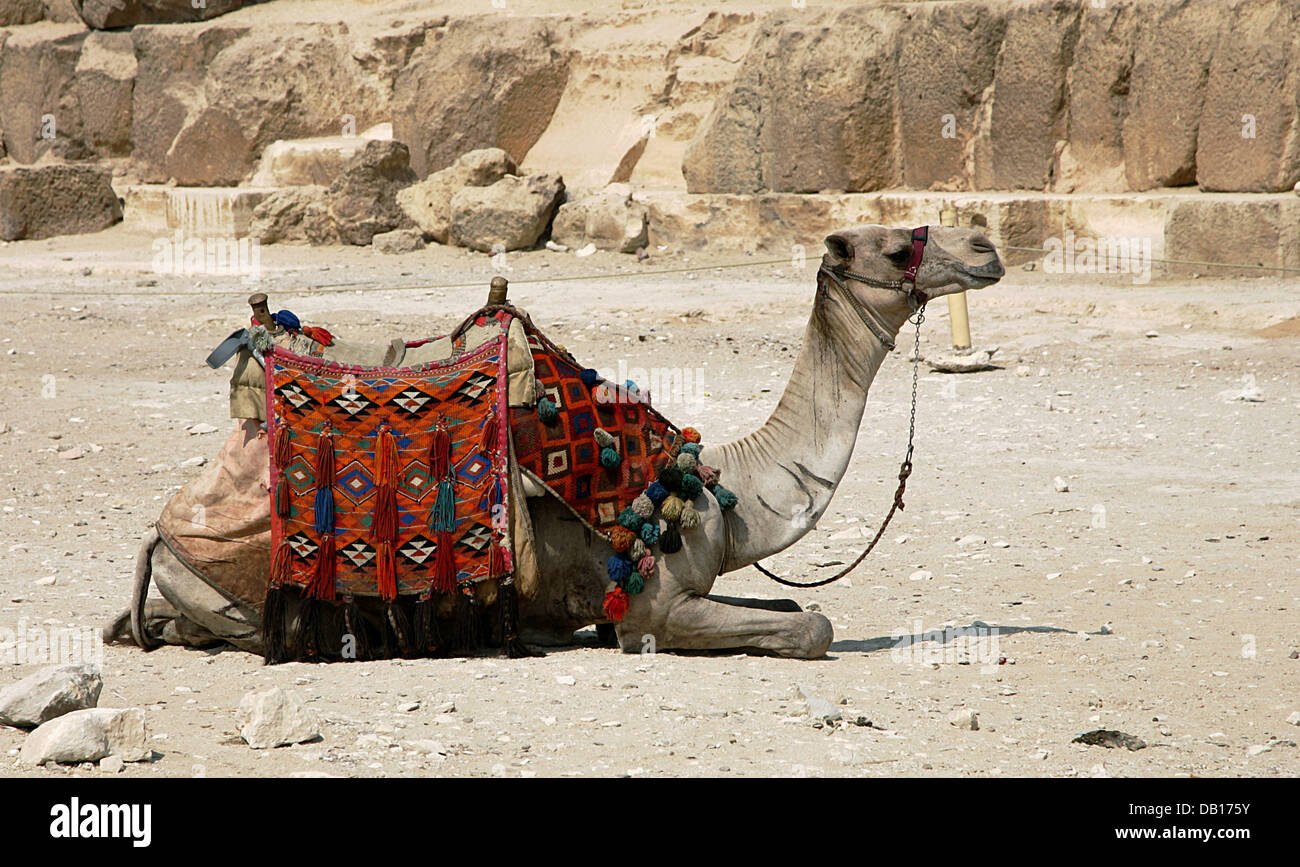 A camel lies in front of the Pyramid of Cheops in Giza, Egypt, 04 ...