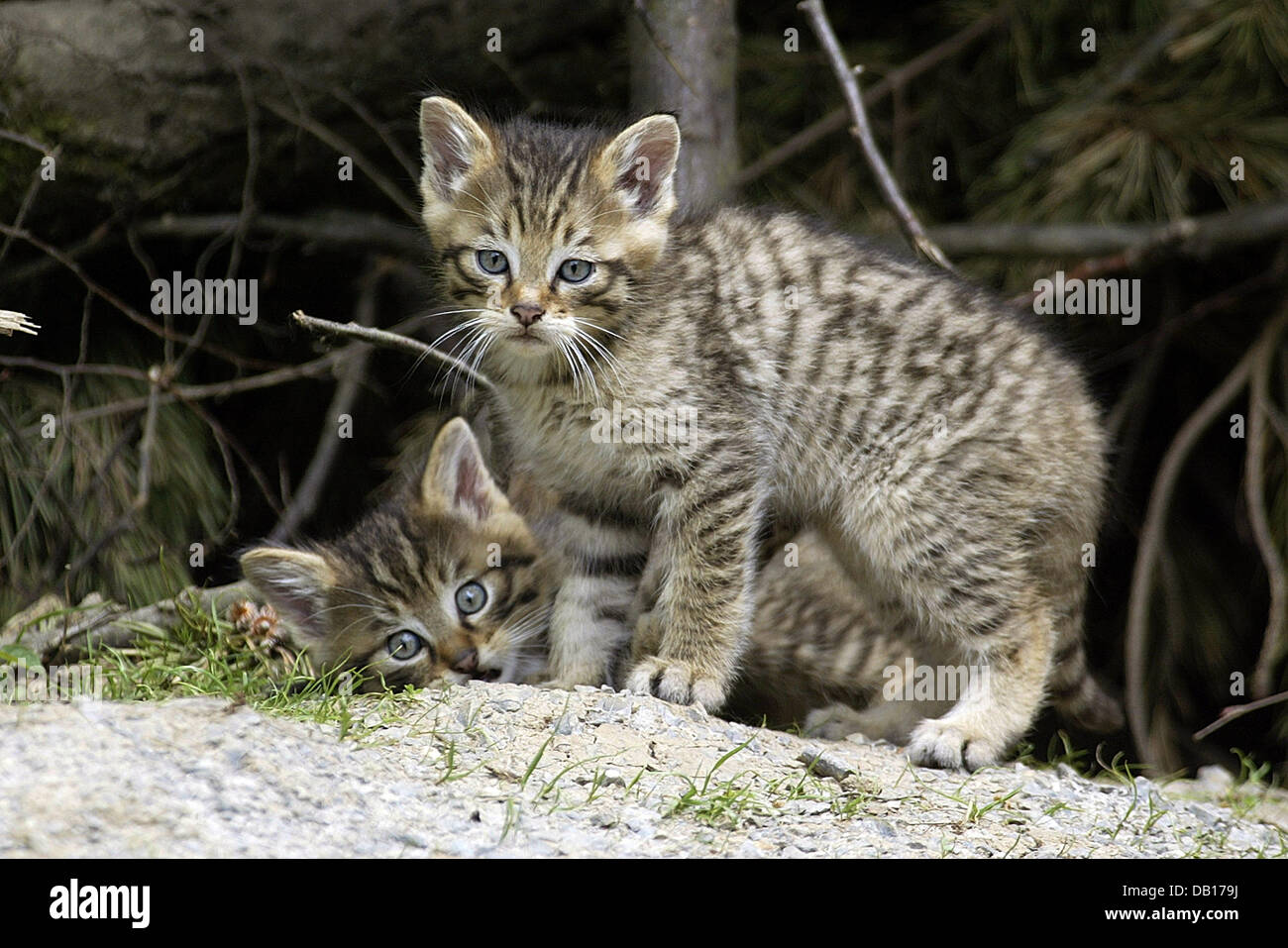 The undated picture shows two European Wildcats (lat.: Felis silvestris ...