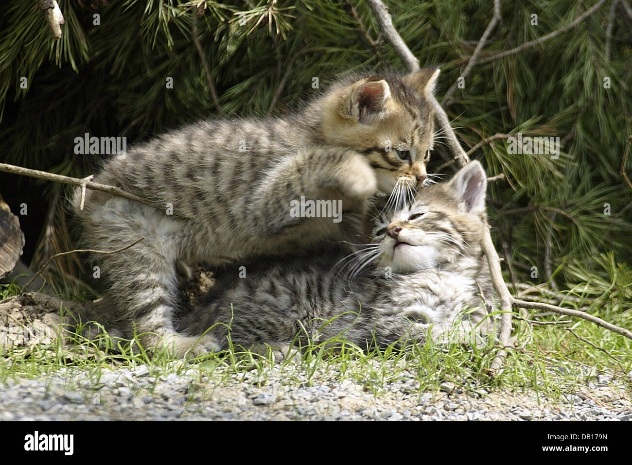 The undated picture shows two young European Wildcats (lat.: Felis ...