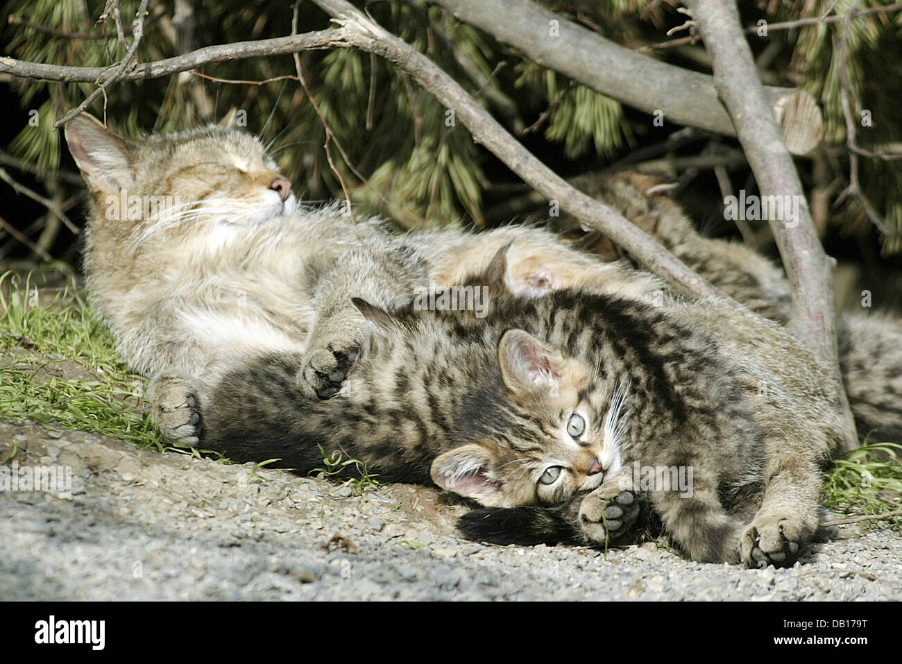 The undated picture shows European Wildcats (lat.: Felis silvestris) in ...