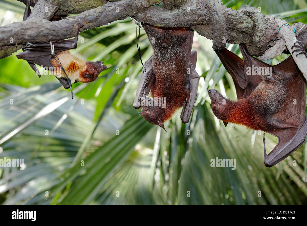 Three Malayan flying foxes, or fruit bats, (Pteropus vampyrus) hanging ...