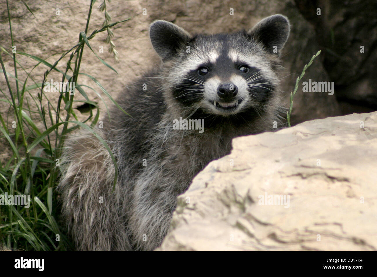 The undated picture shows a raccoon (lat.: Procyon lotor) snarling at ...