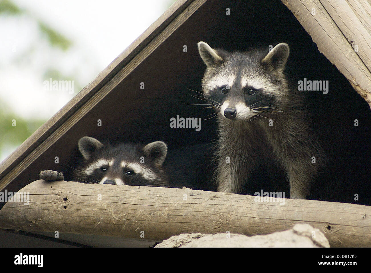 The undated picture shows two raccoons (lat.: Procyon lotor) seeking ...