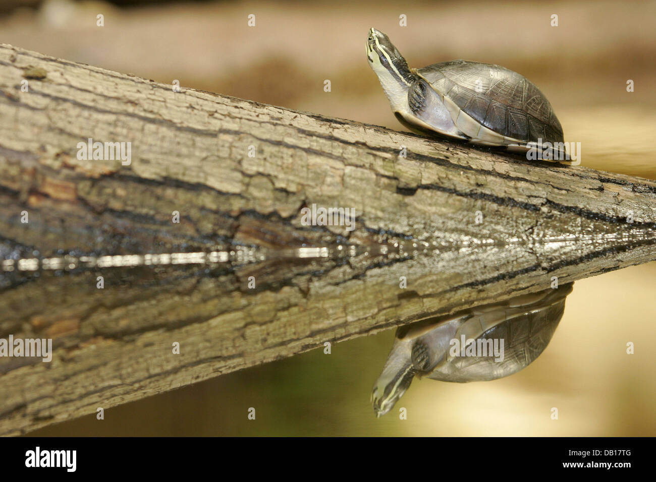 The picture shows a Amboina Box Turtle (Cuora amboinensis) sitting on a ...