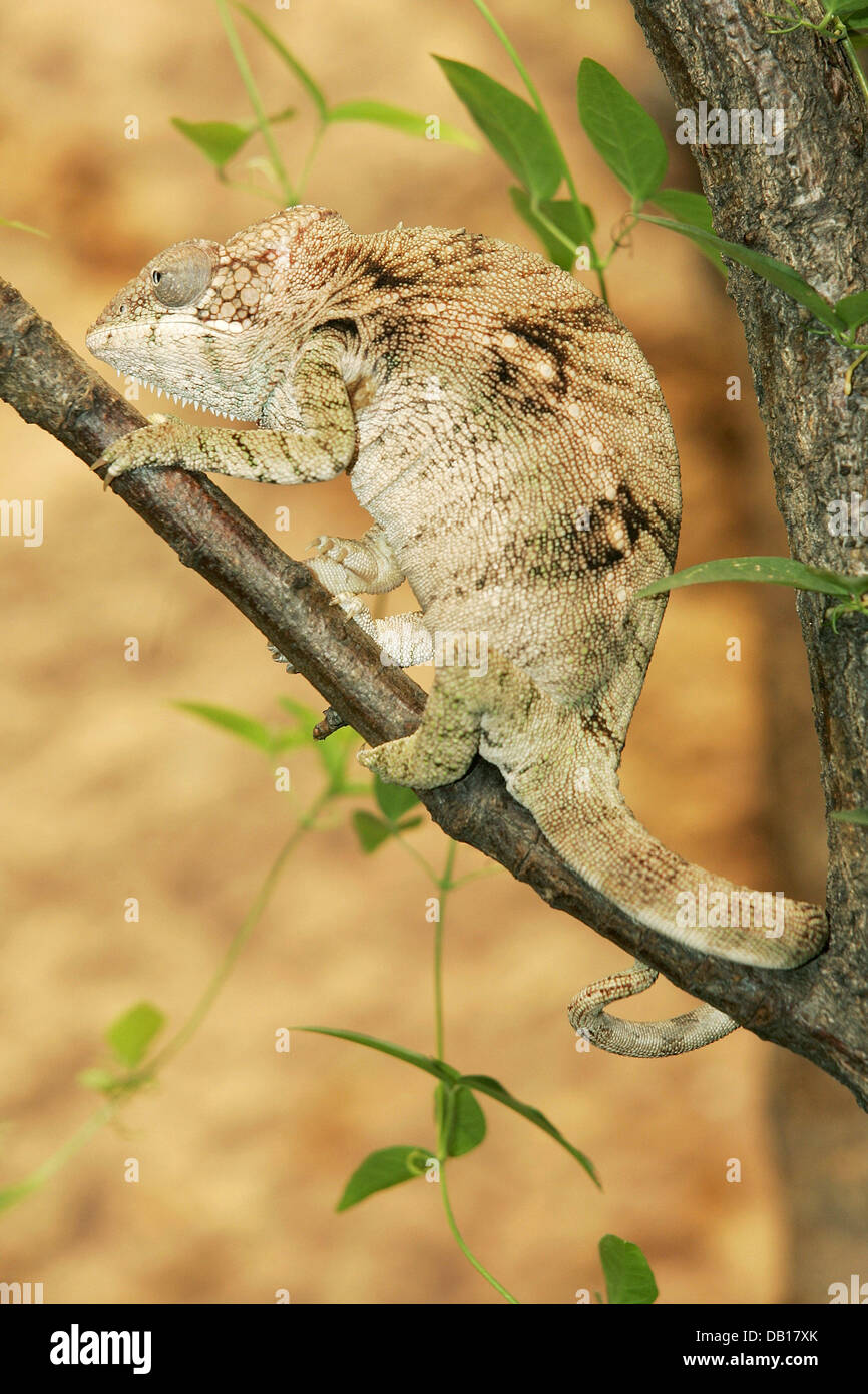 Furcifer verrucosus hi-res stock photography and images - Alamy