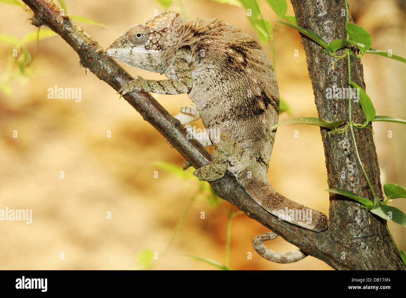 The picture shows a Warty Chameleon (Furcifer verrucosus) at an unknown ...