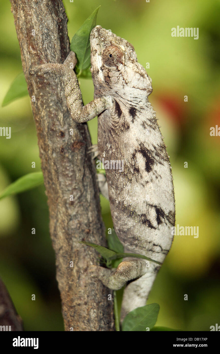 The picture shows a Warty Chameleon (Furcifer verrucosus) at an unknown ...