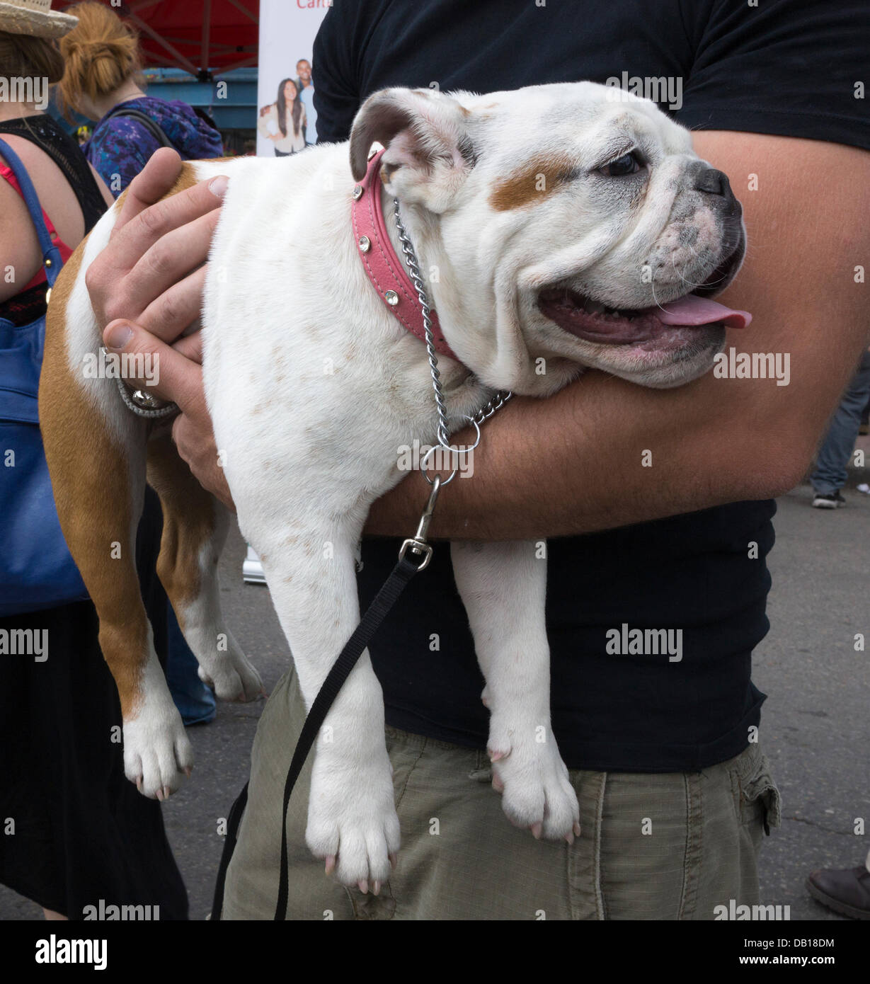 Calgary, Alberta. 21st July, 2013. Tired Bulldog puppy getting a lift ...