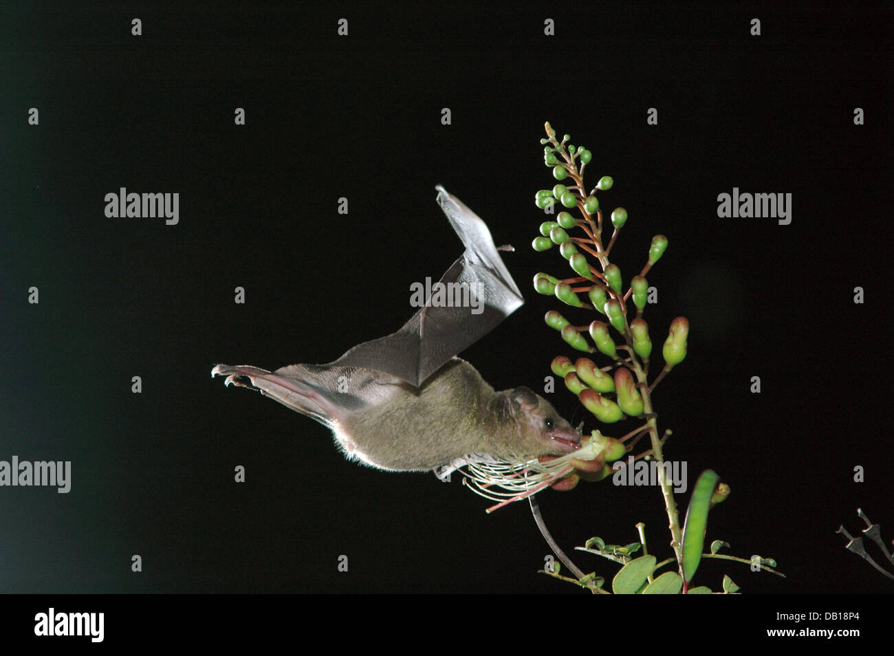 Cuba barbados hi-res stock photography and images - Alamy