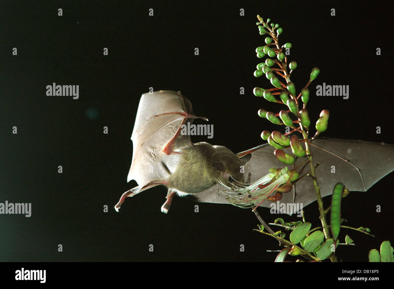 Monophyllus hi-res stock photography and images - Alamy