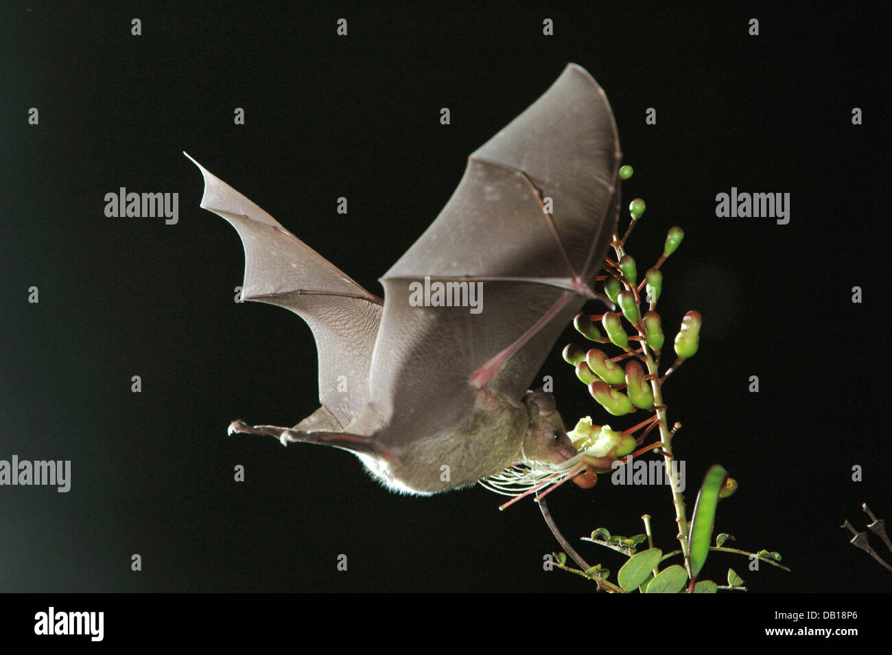 (dpa file) The file undated picture shows an Insular Single Leaf Bat ...