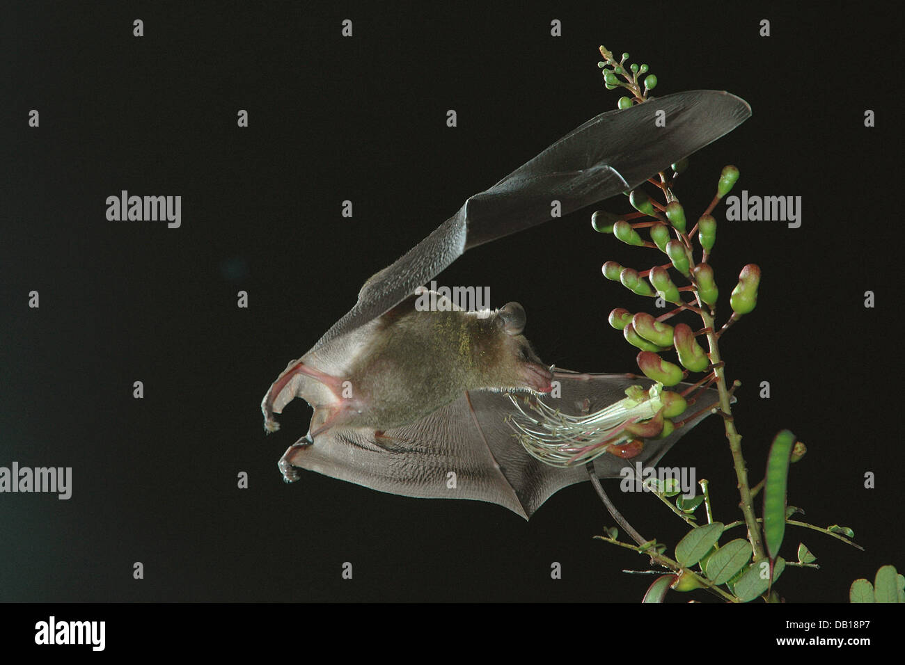 (dpa file) The file undated picture shows an Insular Single Leaf Bat ...