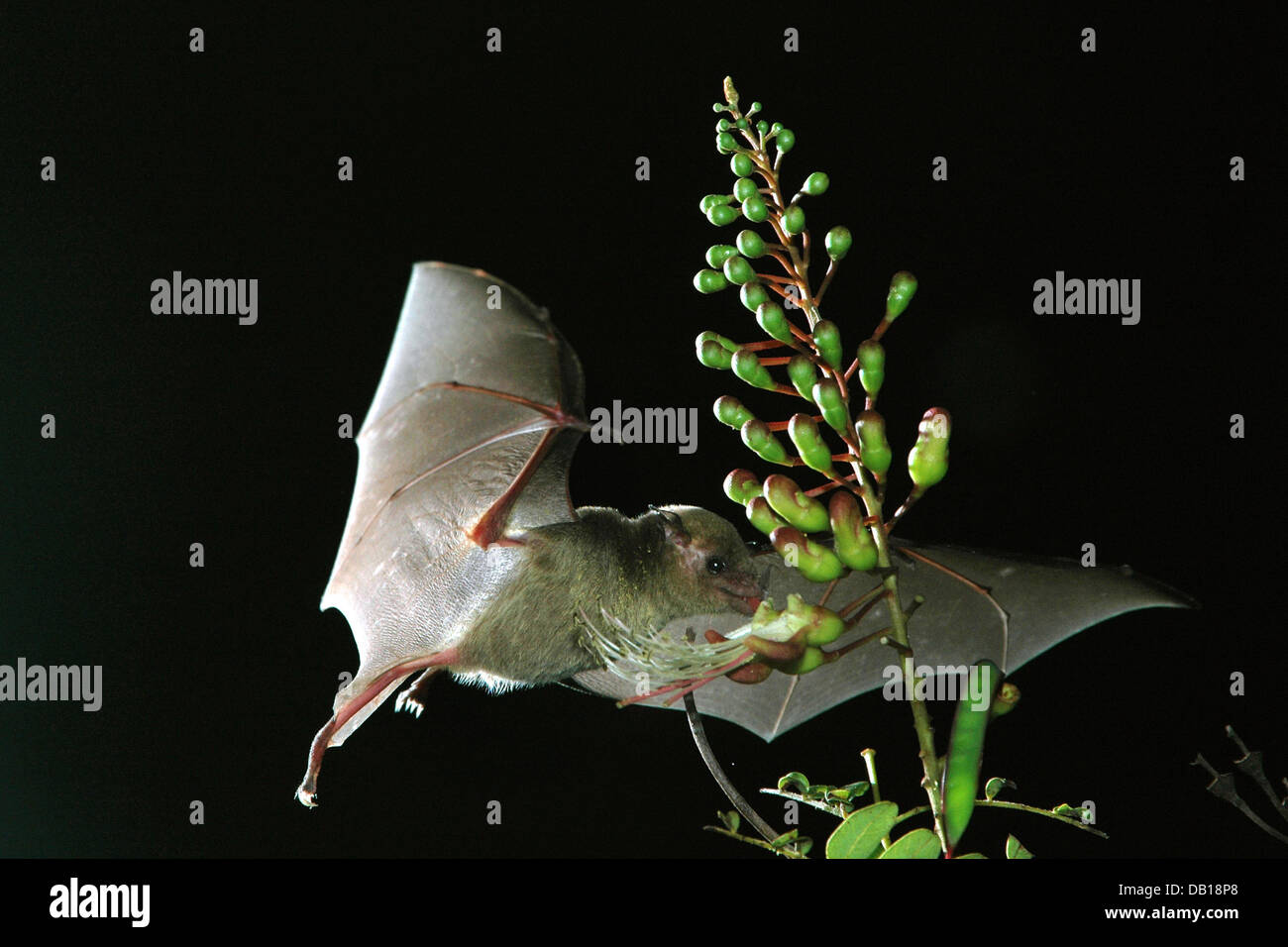 Insular single leaf bat hi-res stock photography and images - Alamy