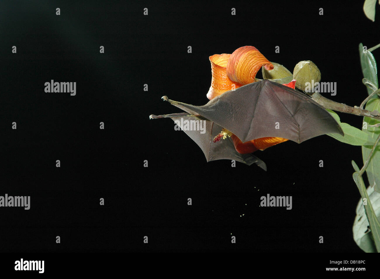 Insular single leaf bat hi-res stock photography and images - Alamy