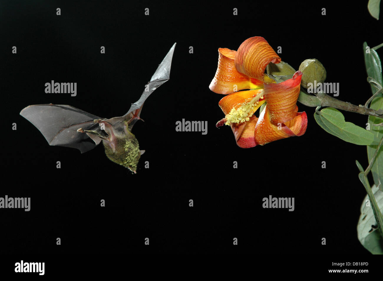 (dpa file) The file undated picture shows an Insular Single Leaf Bat ...