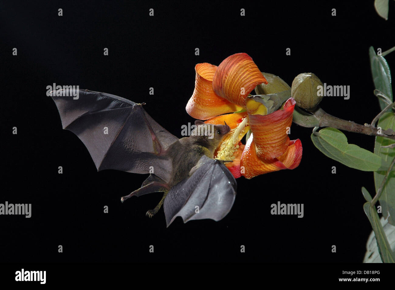 Cuban Flower Bat