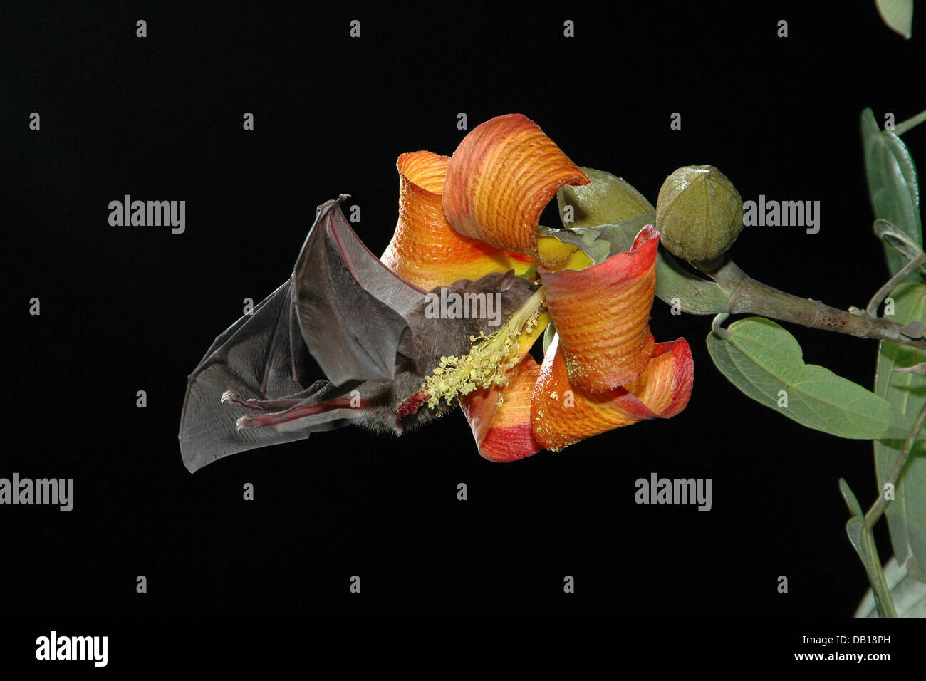 Blossom bat hi-res stock photography and images - Alamy