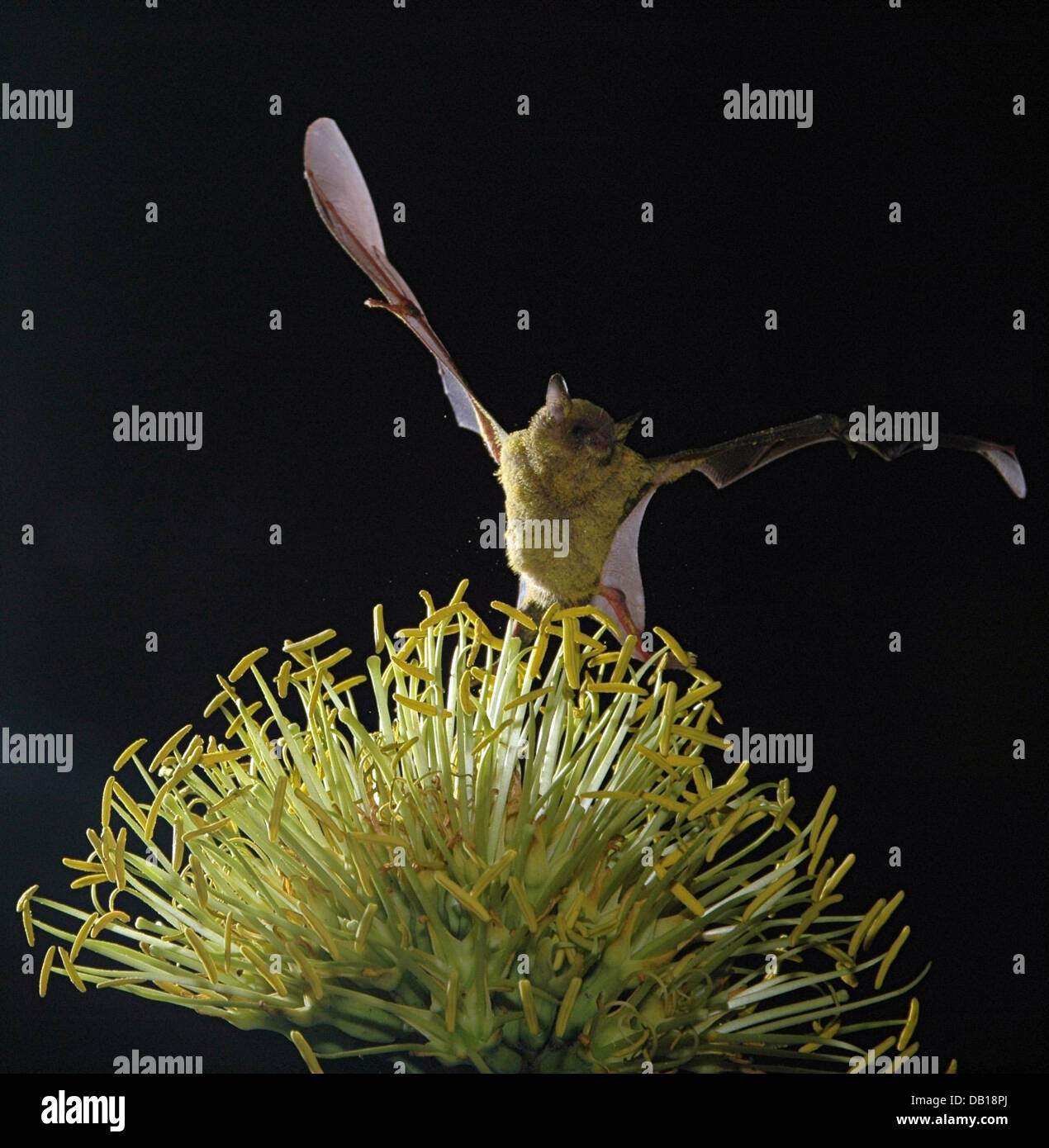 Monophyllus plethodon hi-res stock photography and images - Alamy