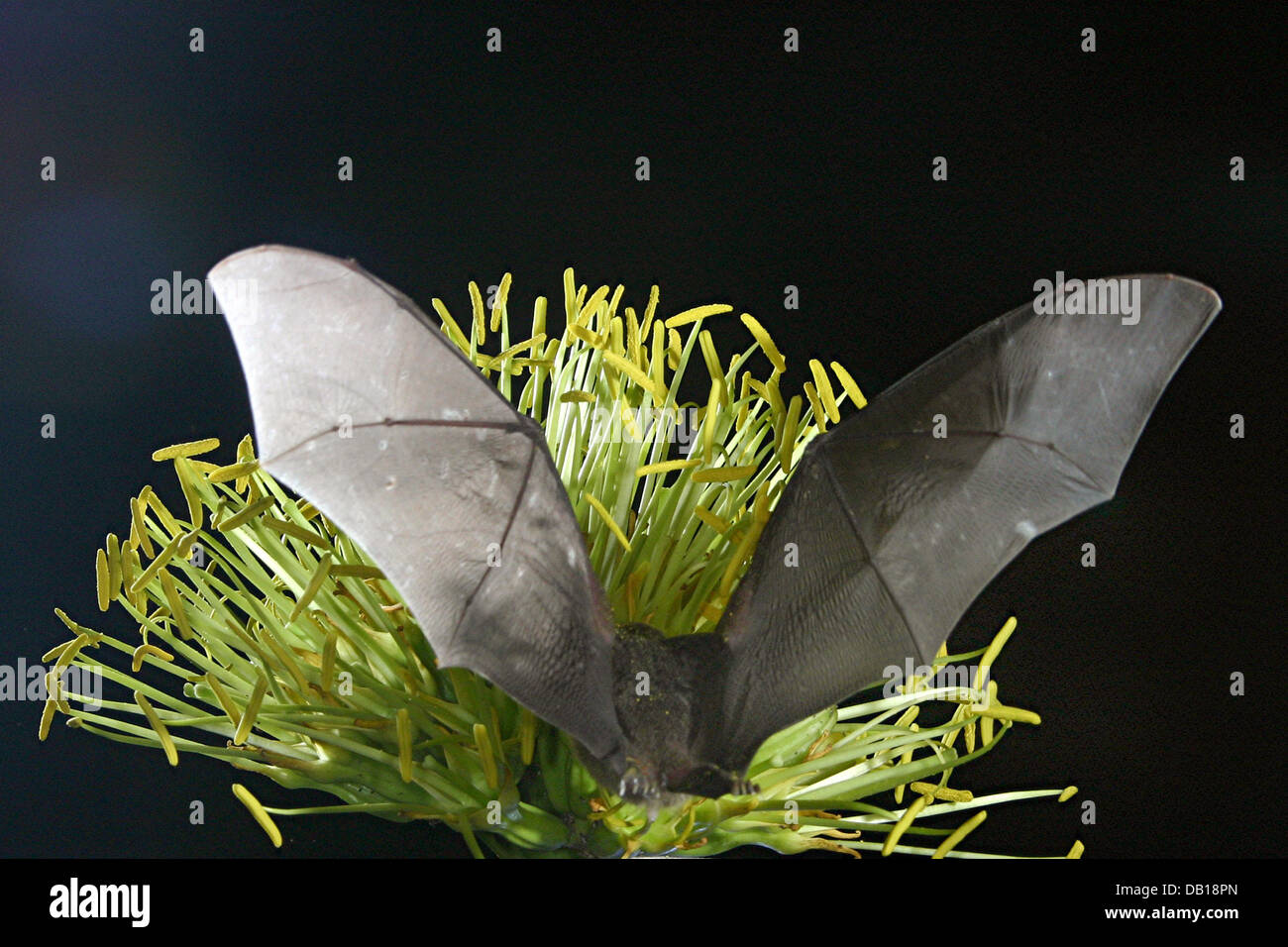 (dpa file) The file undated picture shows an Insular Single Leaf Bat ...