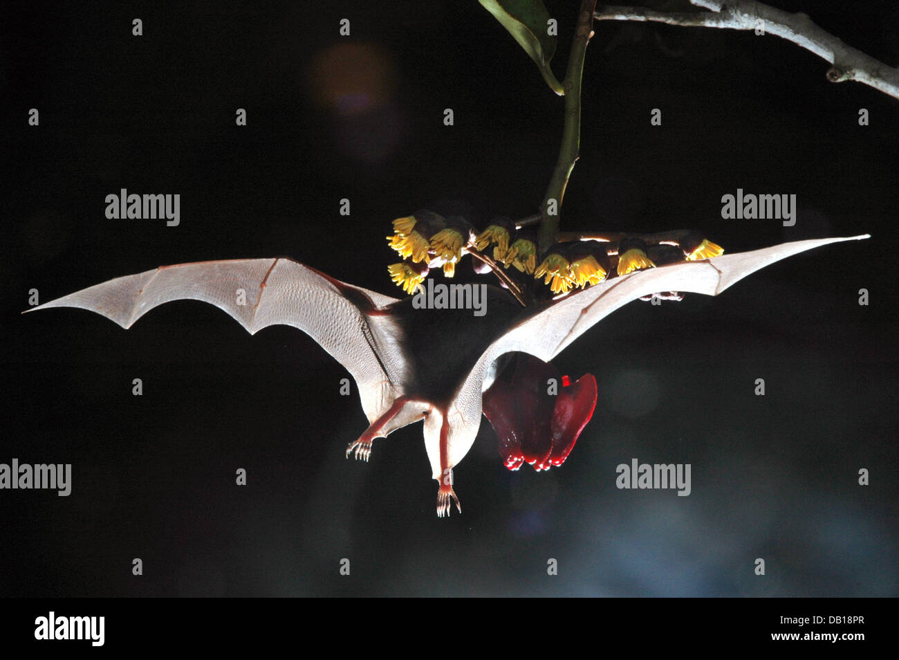 (dpa file) The undated file picture shows an Insular Single Leaf Bat ...