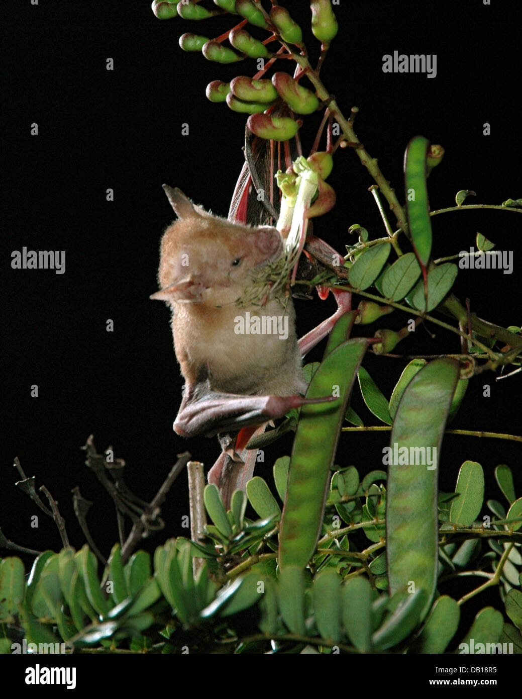 Insular single leaf bat hi-res stock photography and images - Alamy