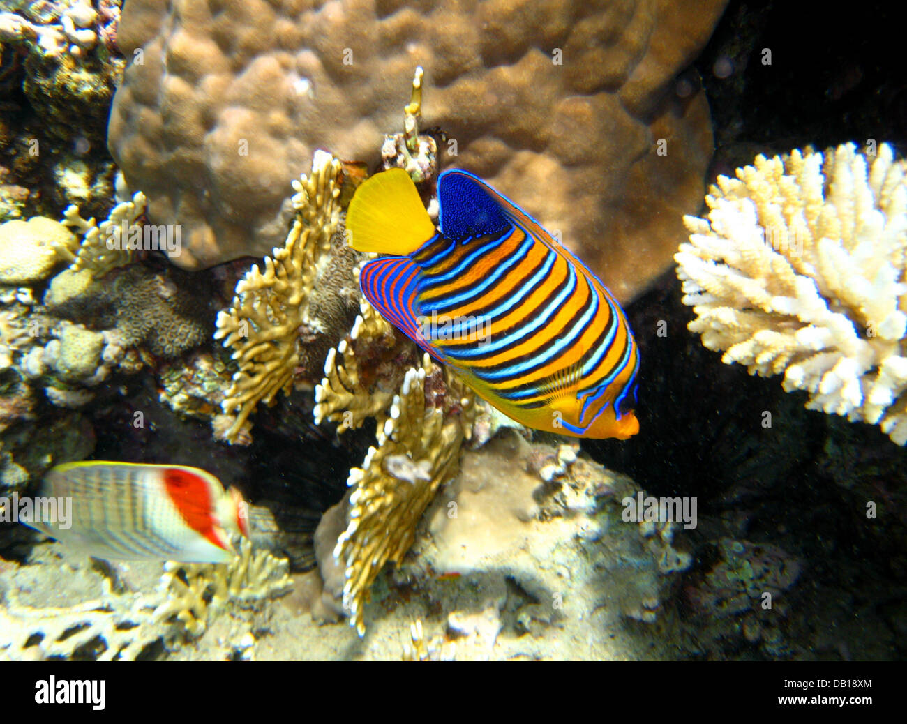 A royal angelfish (lat.: Pygoplites diacanthus) is pictured in the Red ...