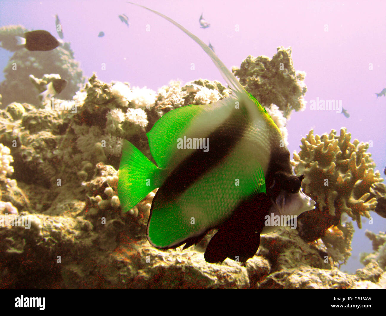 Red sea pennant coralfish hi-res stock photography and images - Alamy
