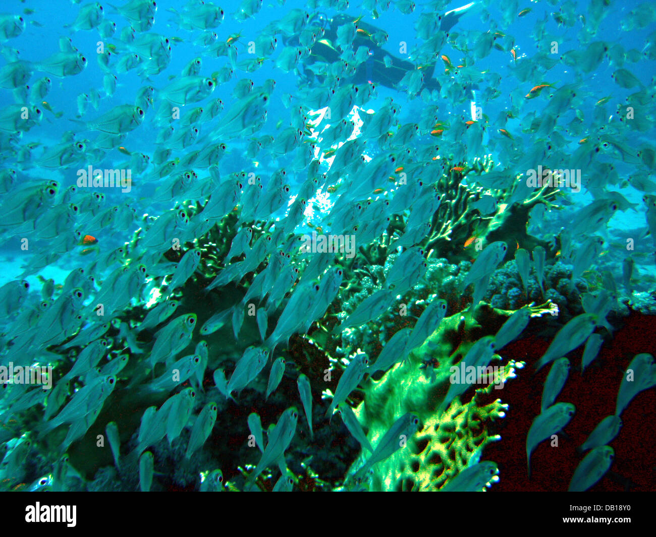 A swarm of fish is pictured in the Red Sea near Dahab, Egypt, 07 ...