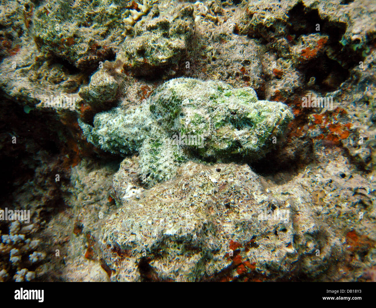 A stonefish (lat.: Scorpaena plumieri) is pictured in the Red Sea near ...