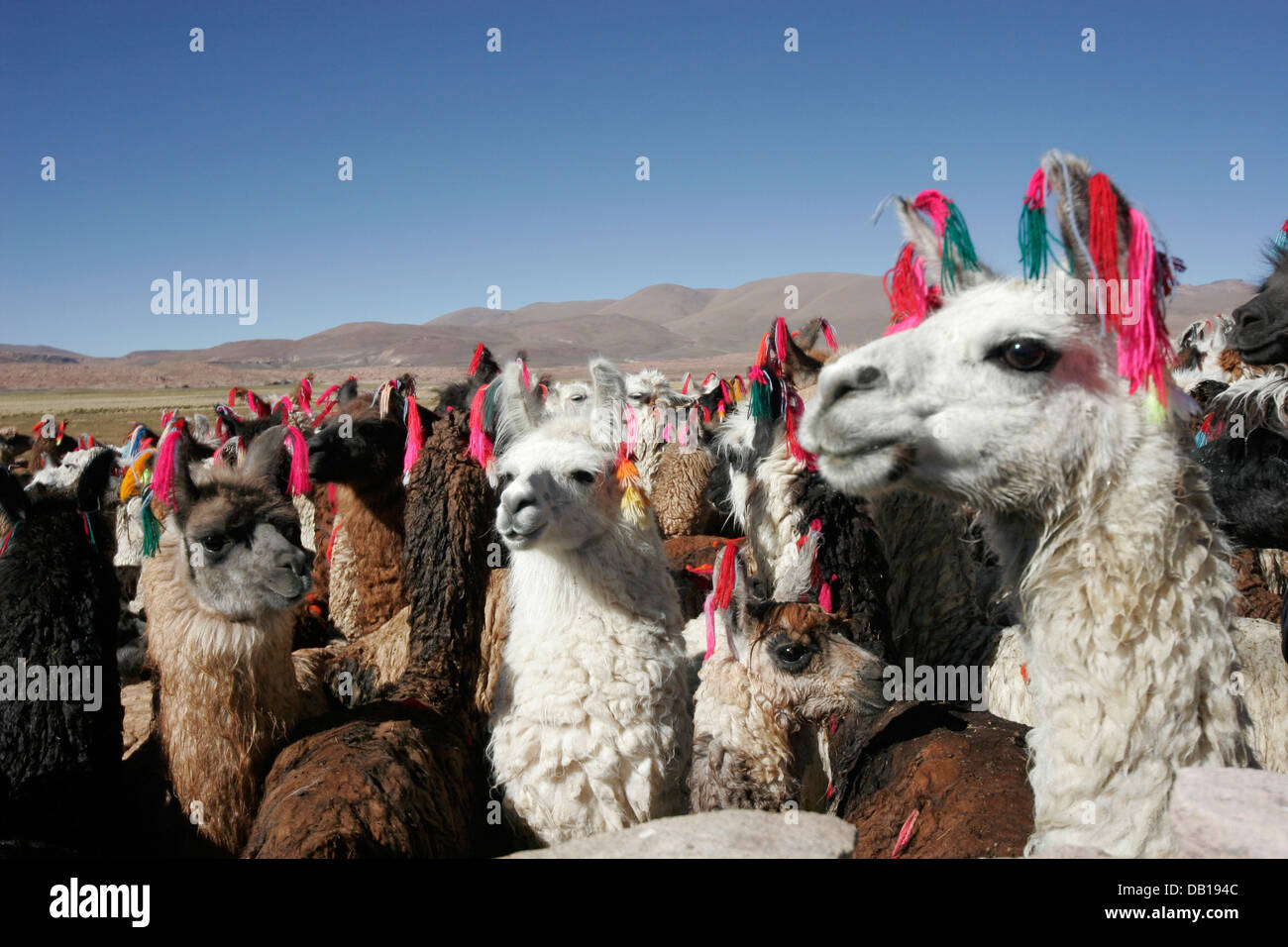 Herd of llamas and alpacas, Bolivian Altiplano, Bolivia, South America ...