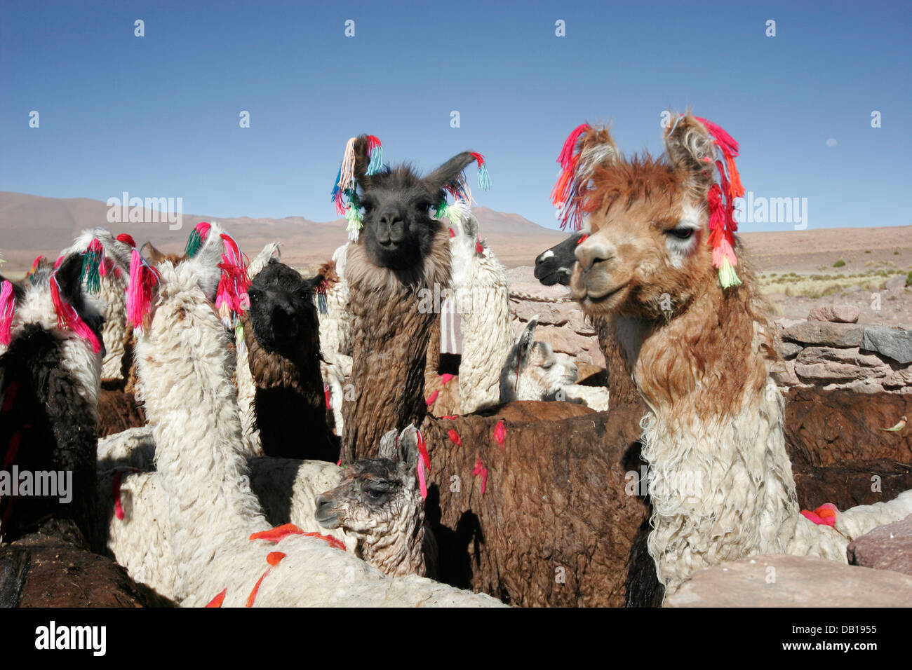 Herd of llamas and alpacas, Bolivian Altiplano, Bolivia, South America ...