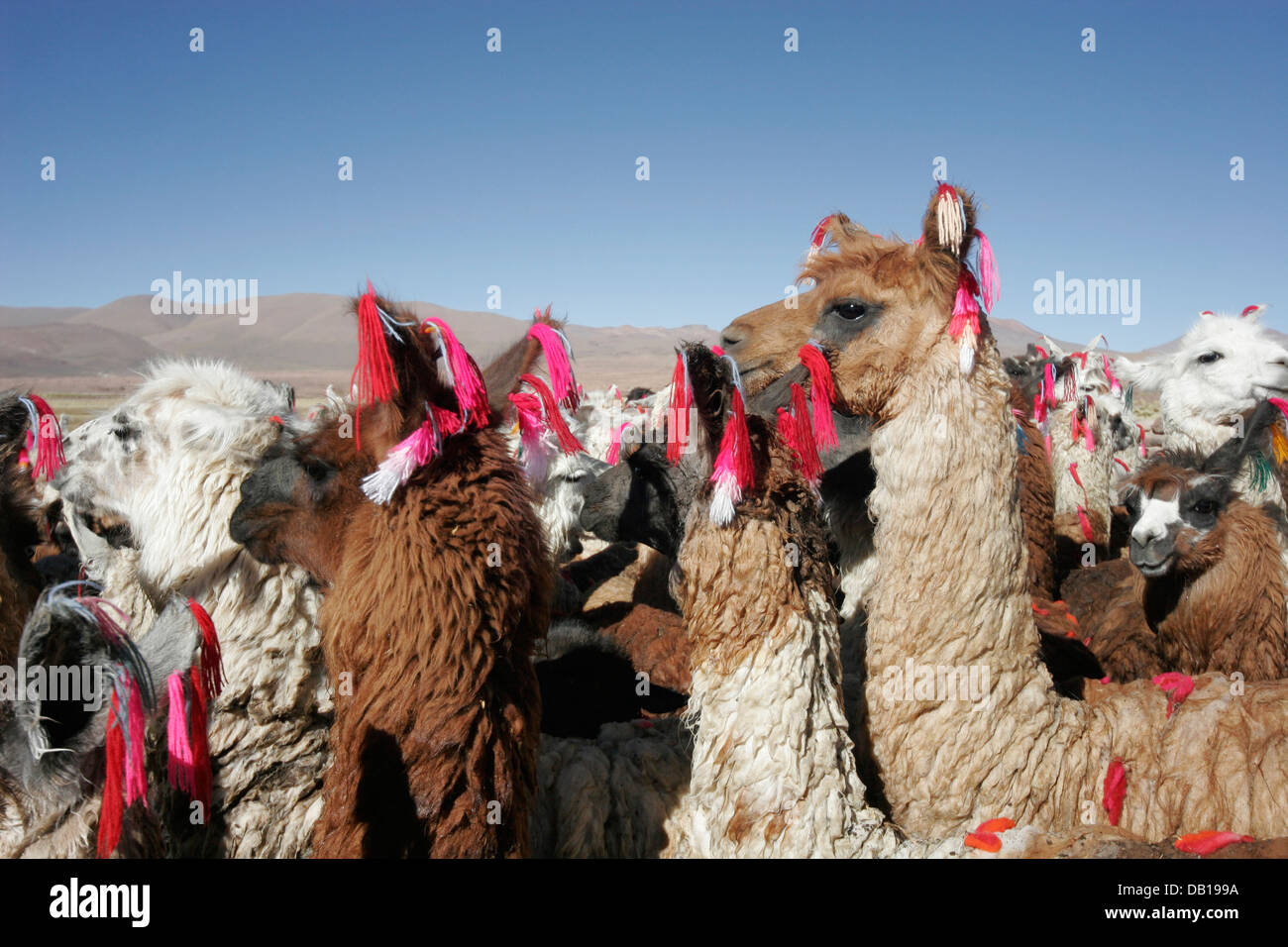 Many Llamas High Resolution Stock Photography and Images - Alamy