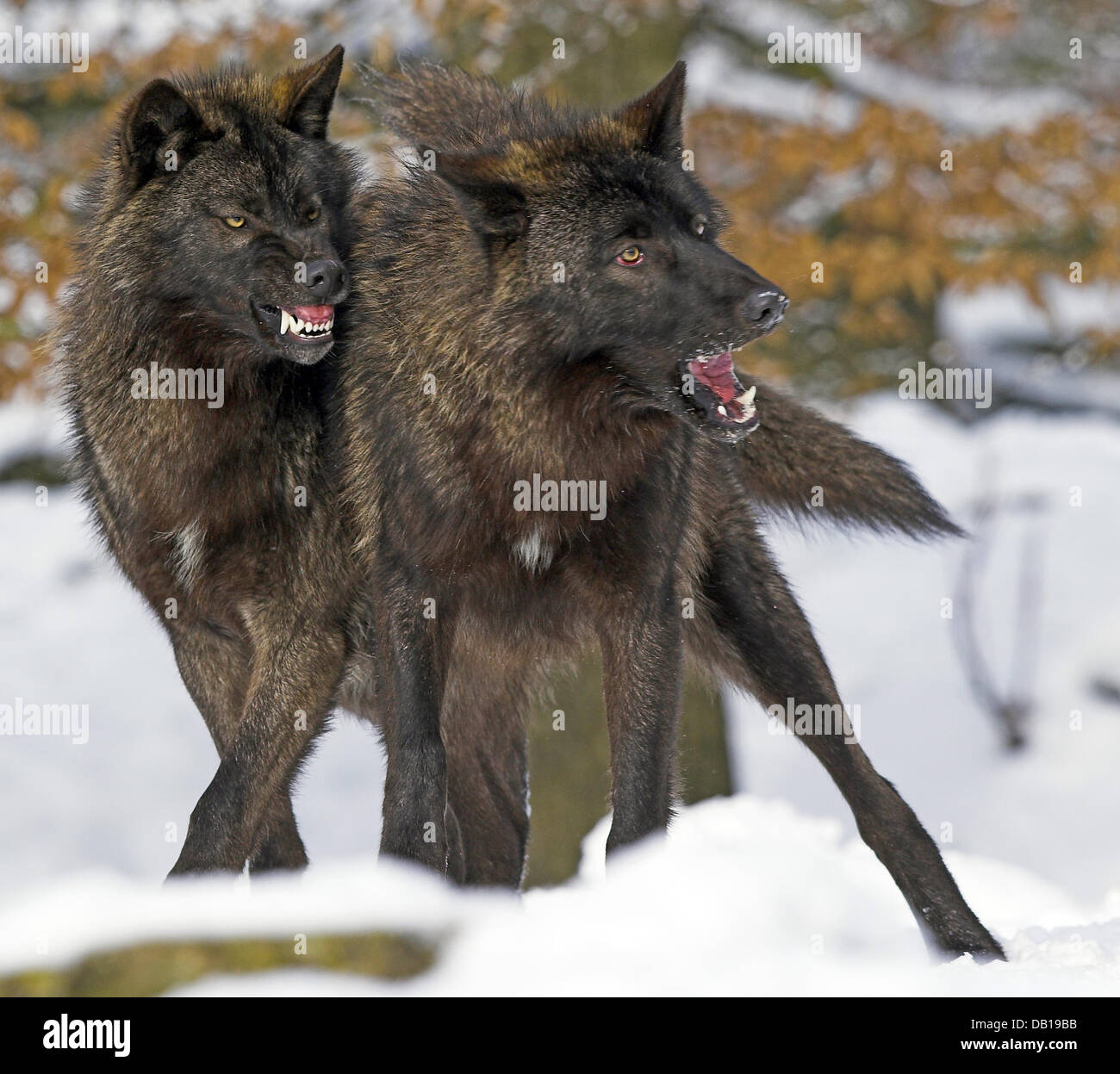 Two wolves (lat.: Canis lupus) seem more aggressive than usually during ...
