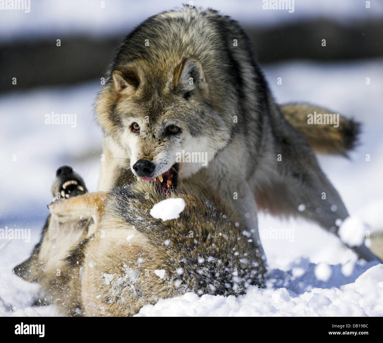 Two wolves (lat.: Canis lupus) seem more aggressive than usually during ...