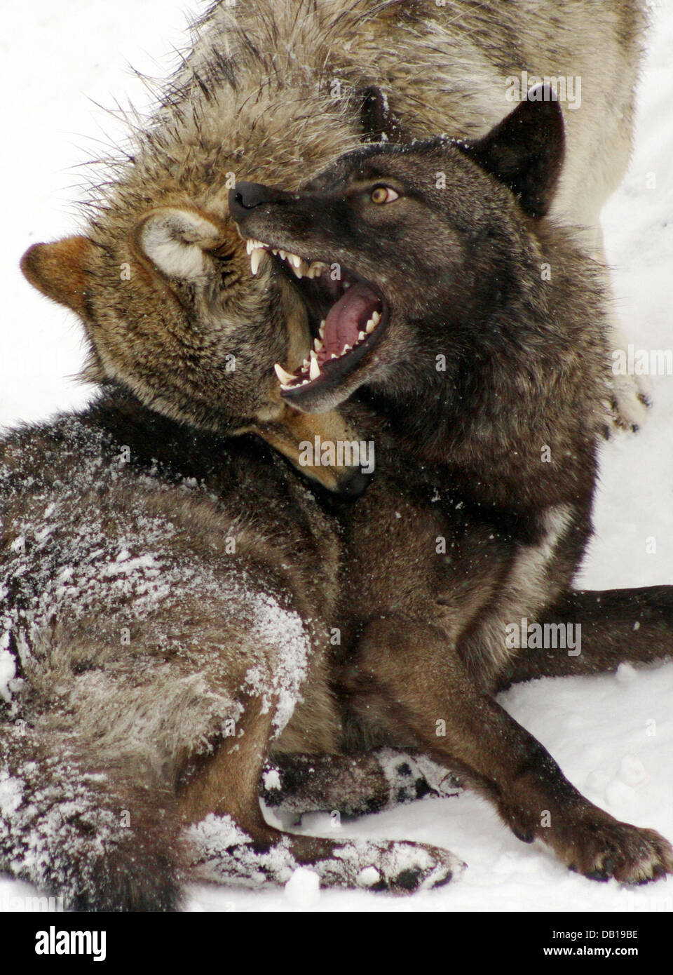 Two wolves (lat.: Canis lupus) seem more aggressive than usually during ...