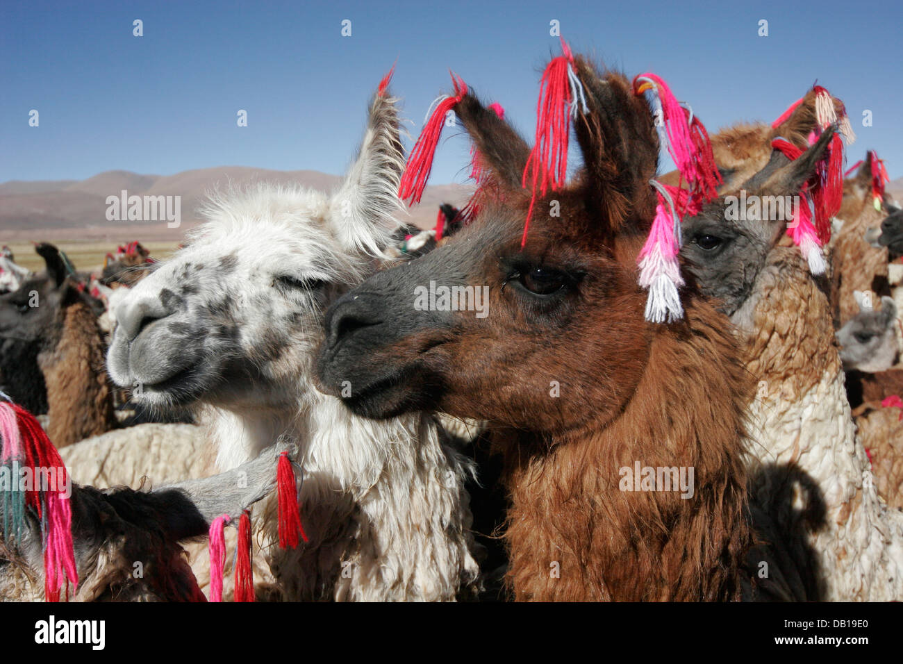 Herd of llamas and alpacas, Bolivian Altiplano, Bolivia, South America ...