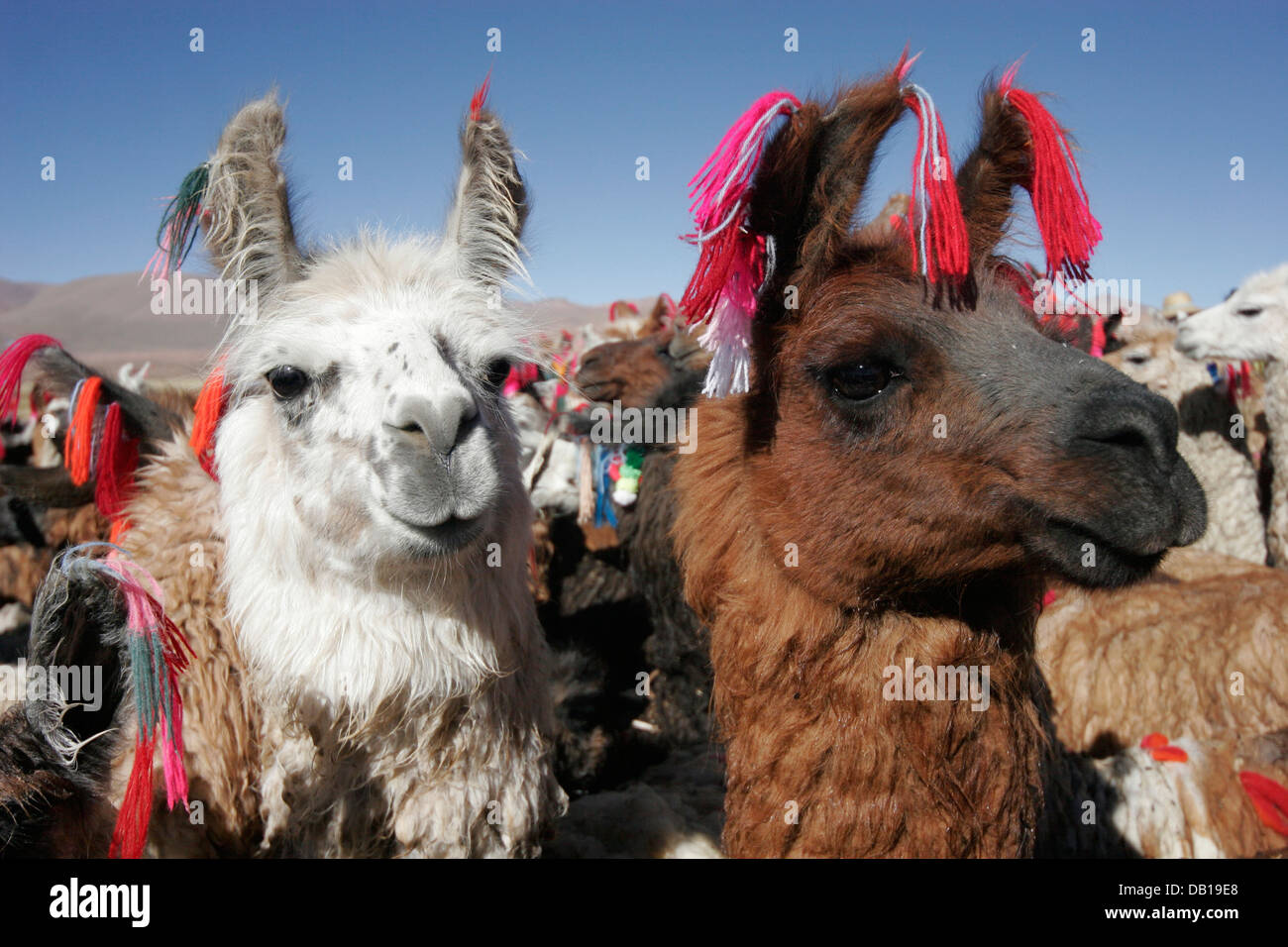 Herd of llamas and alpacas, Bolivian Altiplano, Bolivia, South America ...