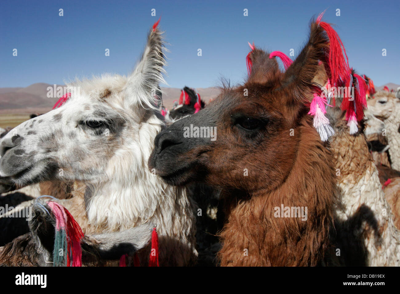 Many Llamas High Resolution Stock Photography and Images - Alamy