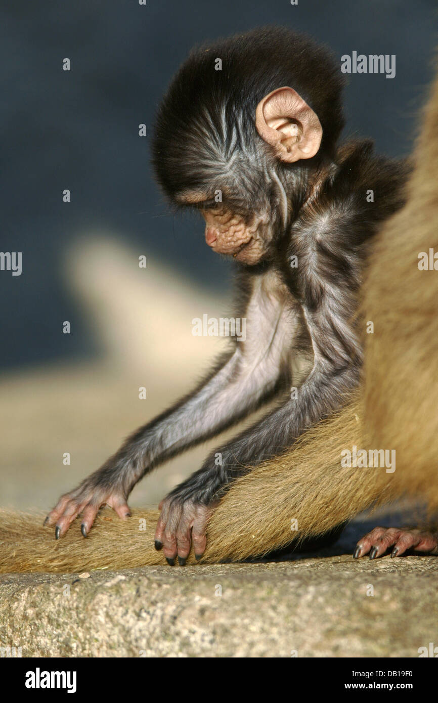 A young Gelada (lat.: Theropithecus gelada), sometimes also referred to ...