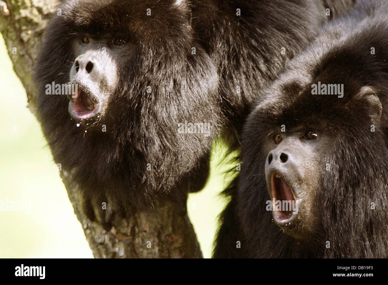 Two Black Howler Monkeys (lat.: Alouatta caraya) roar powerfully while ...