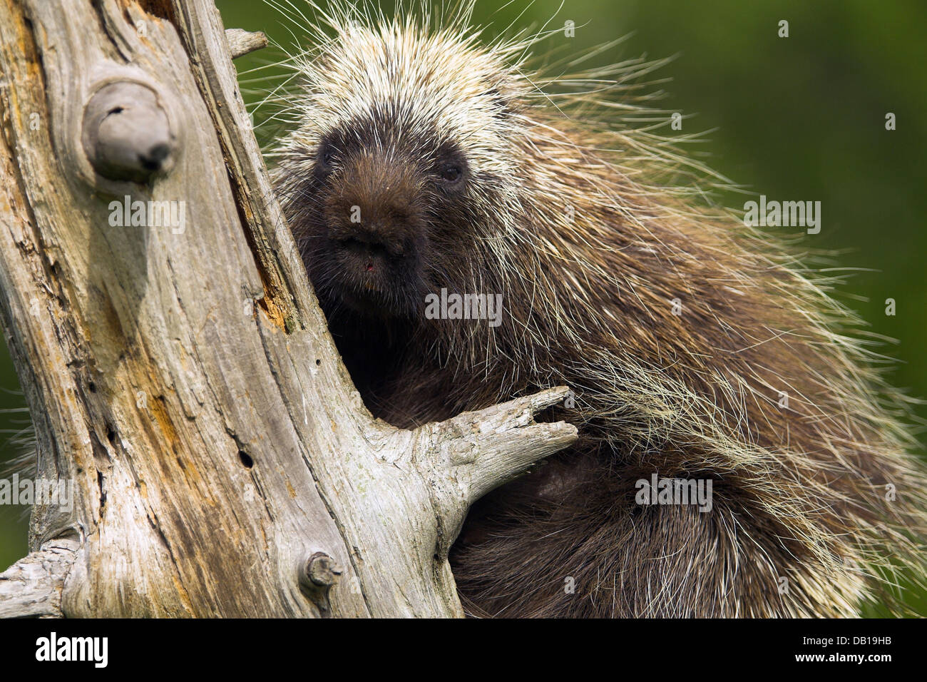 New world porcupine hi-res stock photography and images - Alamy