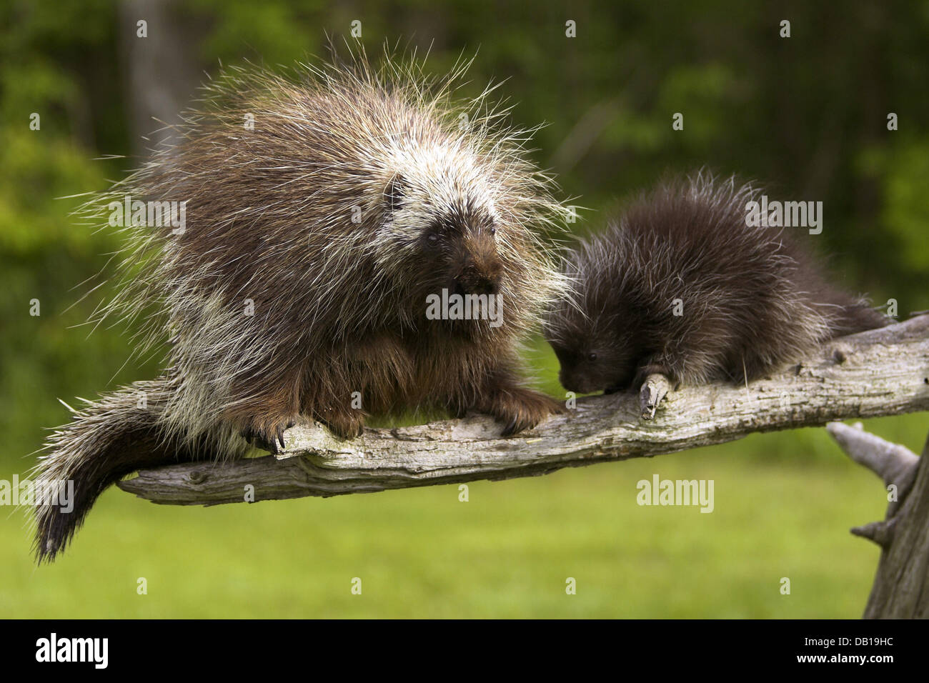 A New World porcupine (lat.: Erethizon dorsatum) and its offspring sit ...