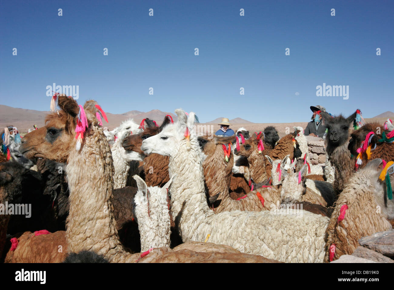 Herd llamas hi-res stock photography and images - Alamy