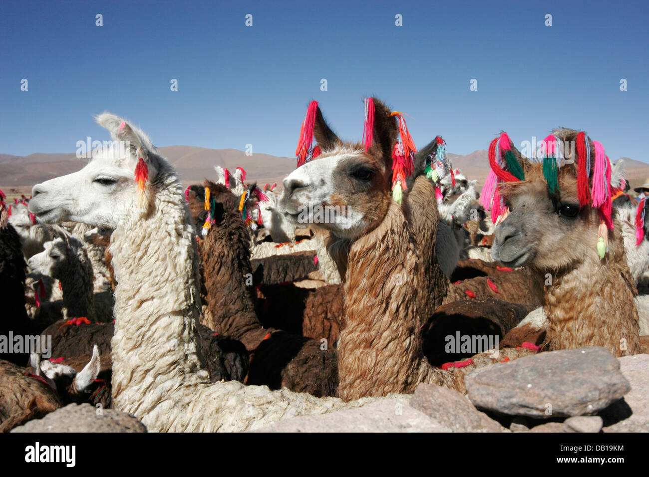 Herd of llamas and alpacas, Bolivian Altiplano, Bolivia, South America ...