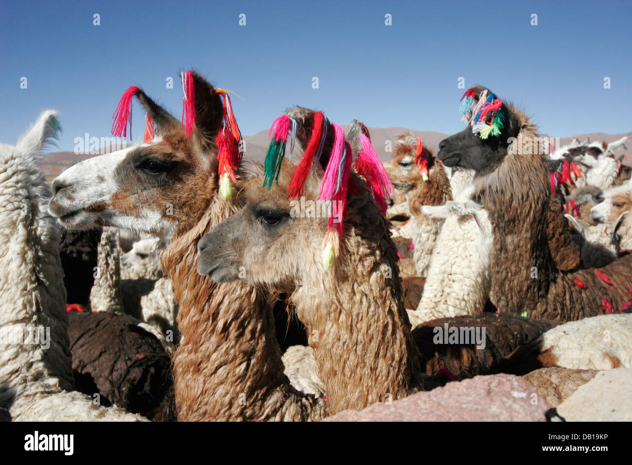 Herd of llamas and alpacas, Bolivian Altiplano, Bolivia, South America ...